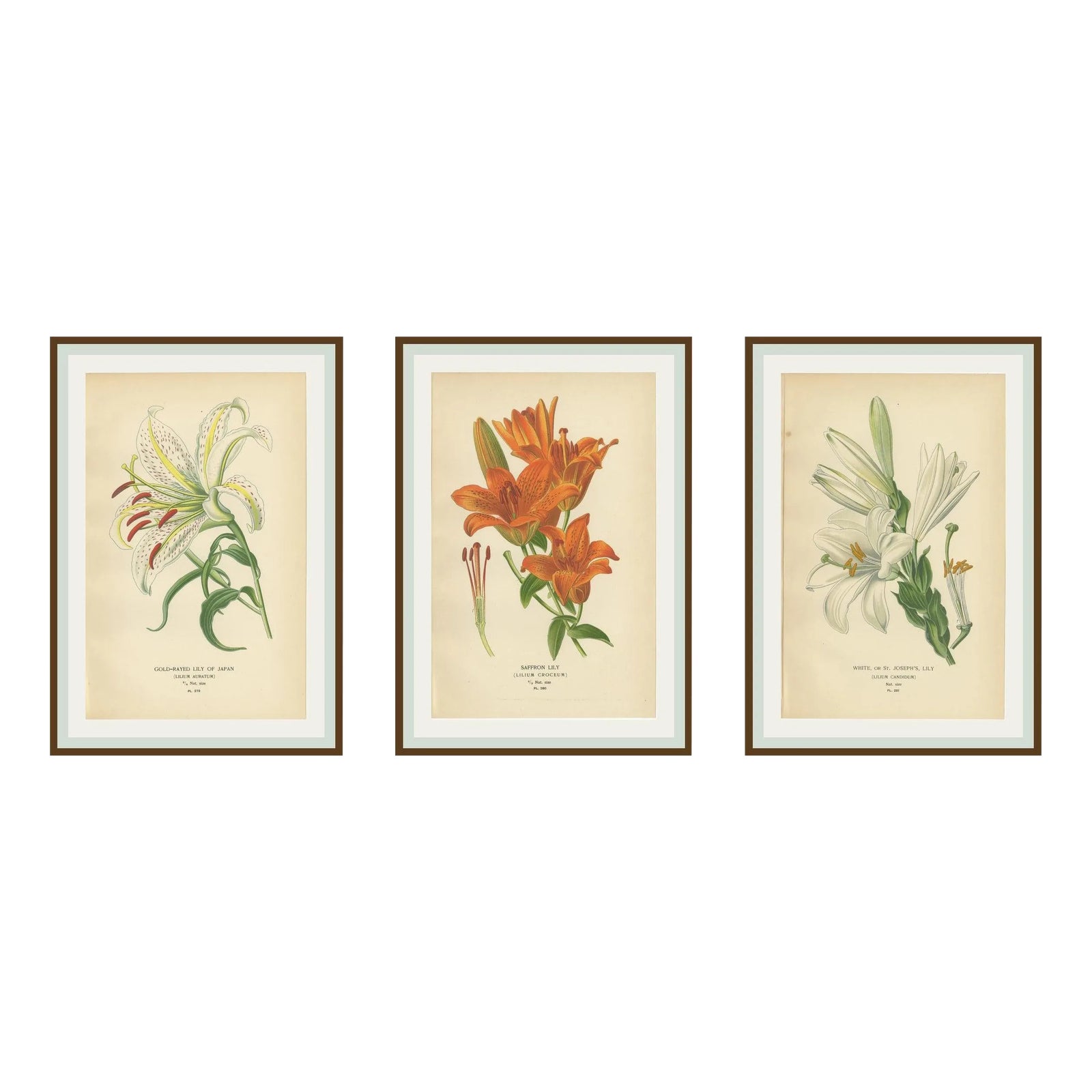 Edward Step, Lilies Gold-Rayed, Saffron & St. Joseph's, 1897, Prints ...