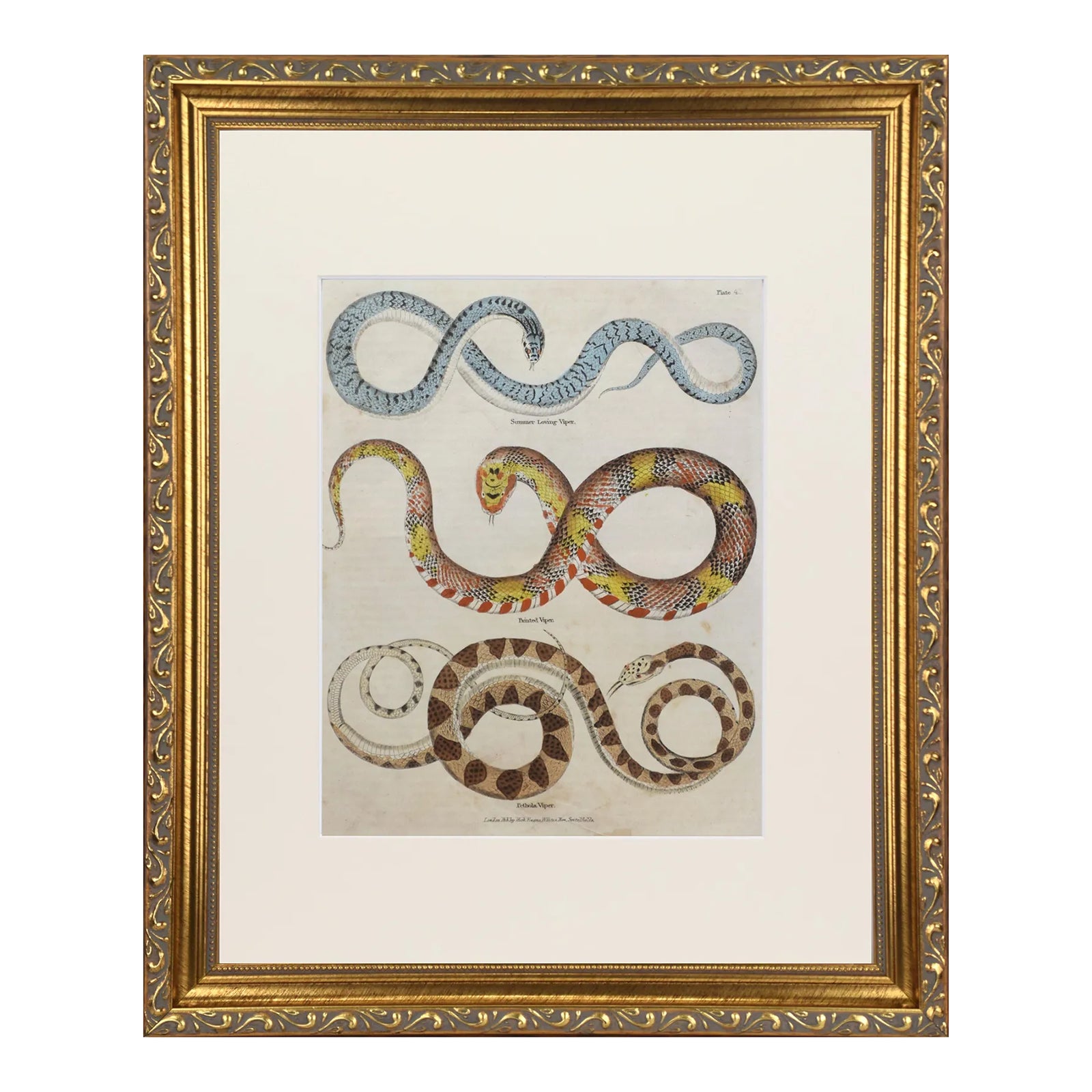 19th Century English Hand Colored Snake Engraving C.1820 | Chairish