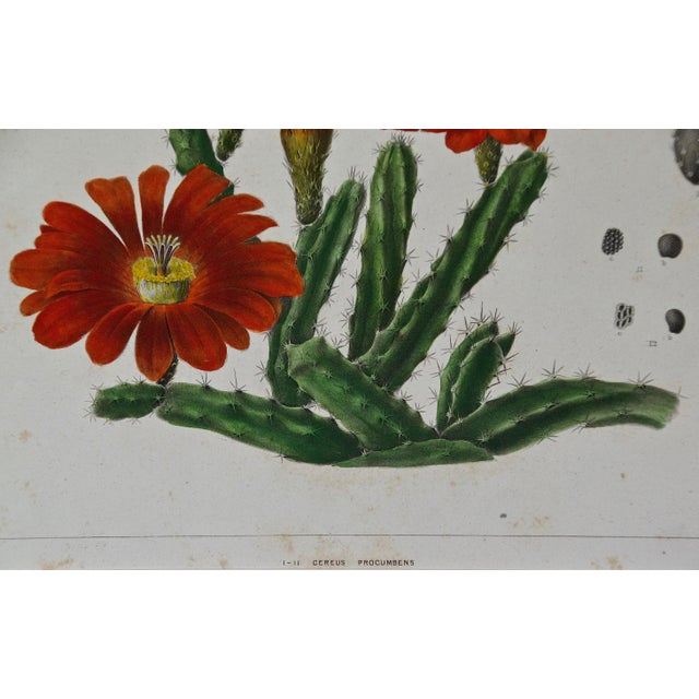George Englemann Cactus "Cereus Procumbens": A 19th Century Hand ...