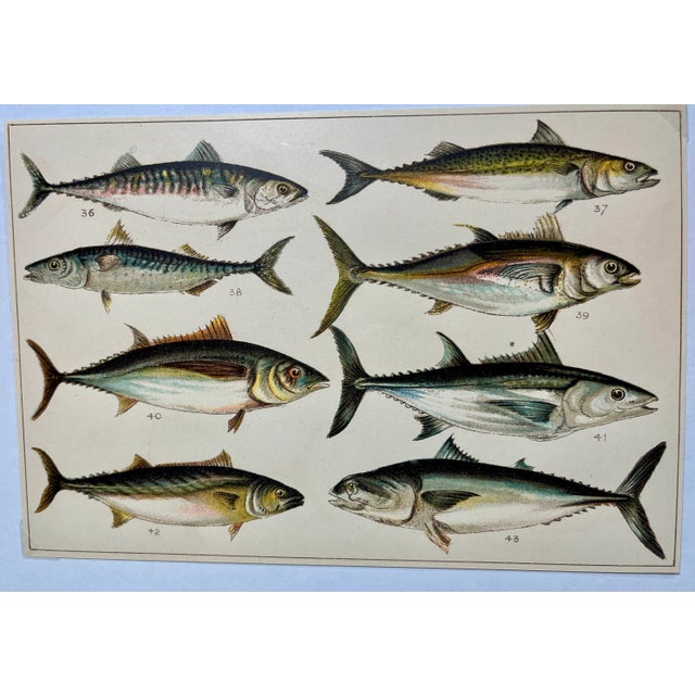 Antique Fish Print From England Featuring a Mackerel and Varieties of ...