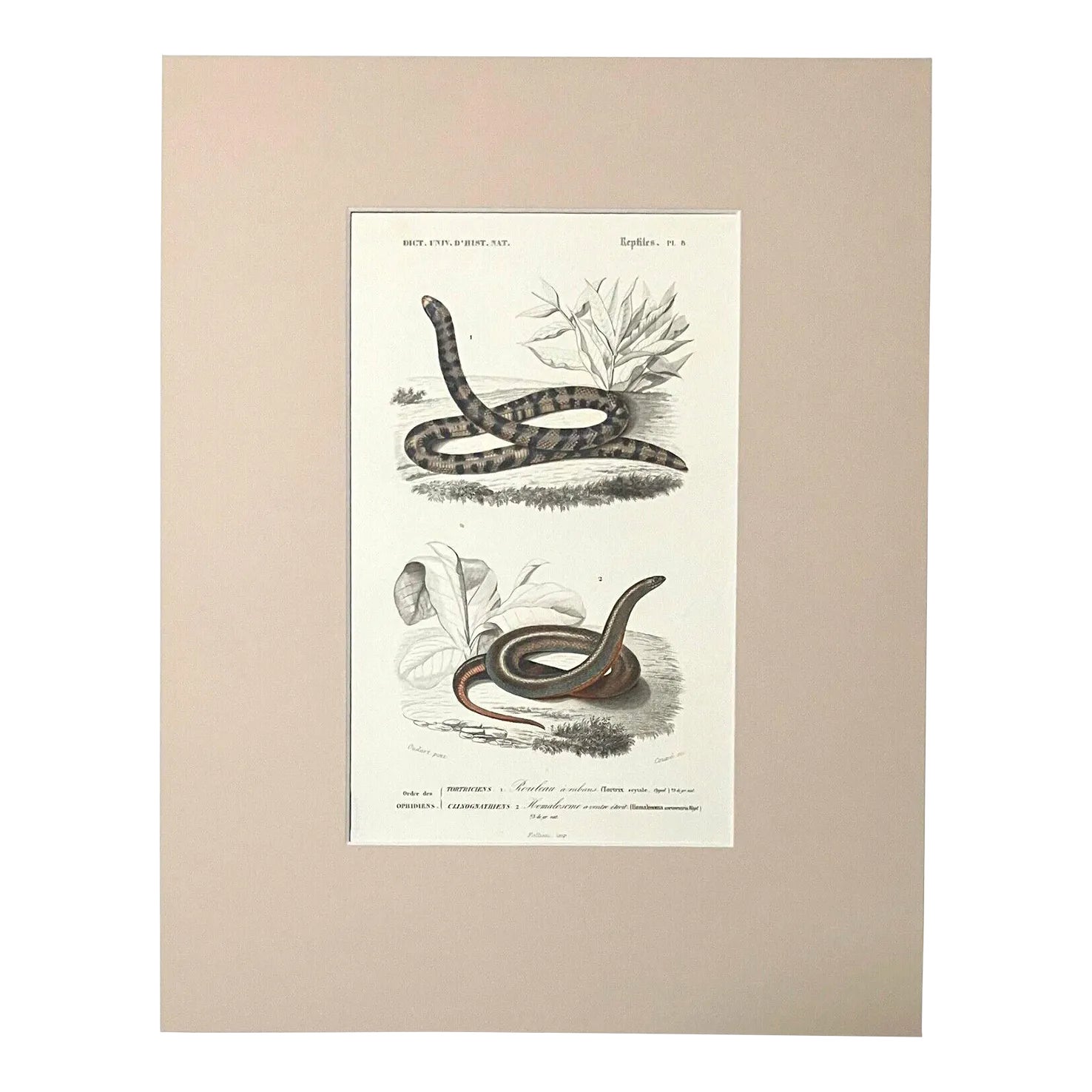 Original Antique D'Orbigny Hand-Colored Engraving of Snakes in 11x14 ...