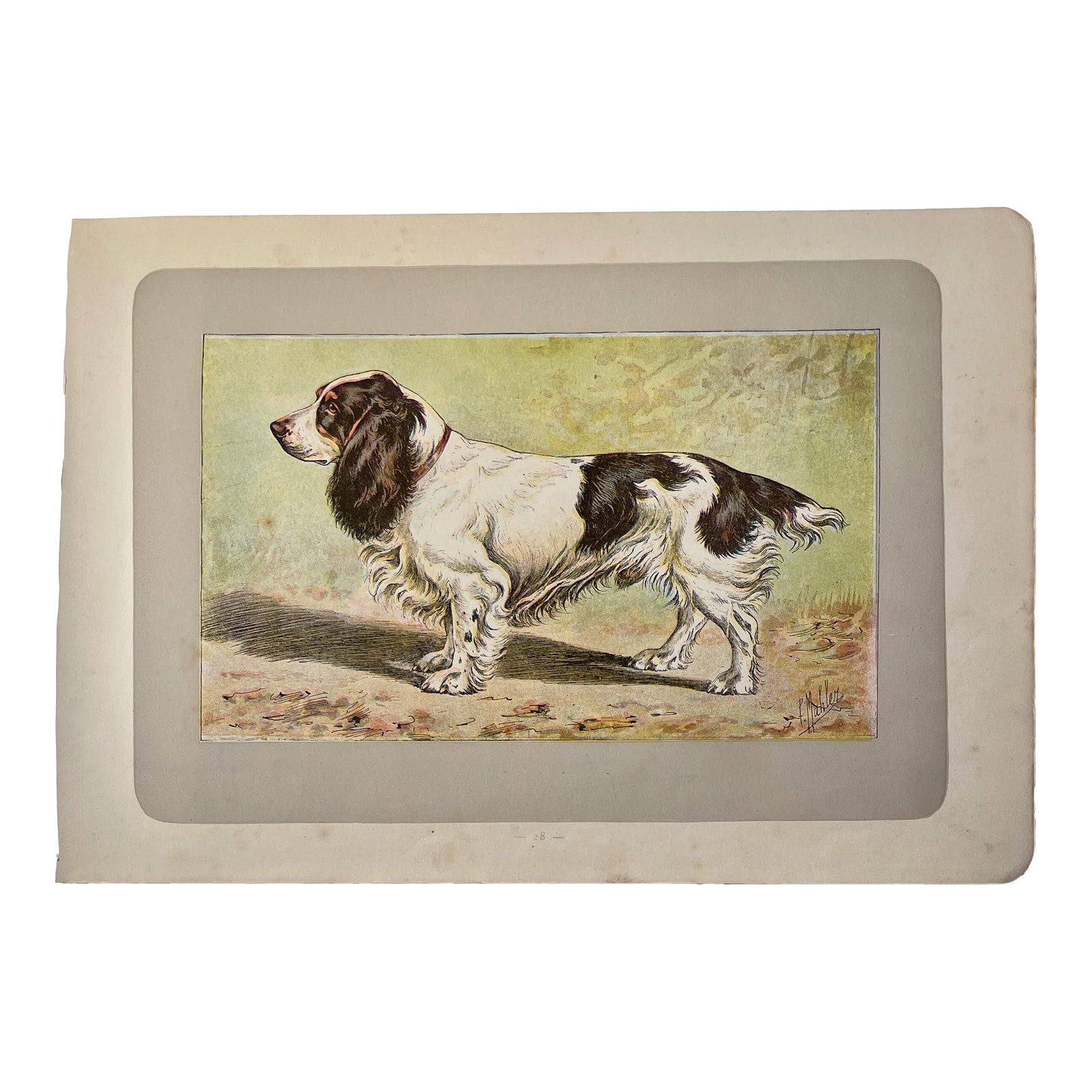 1907 French Photogravure Print of “Le Field Spaniel" - | Chairish