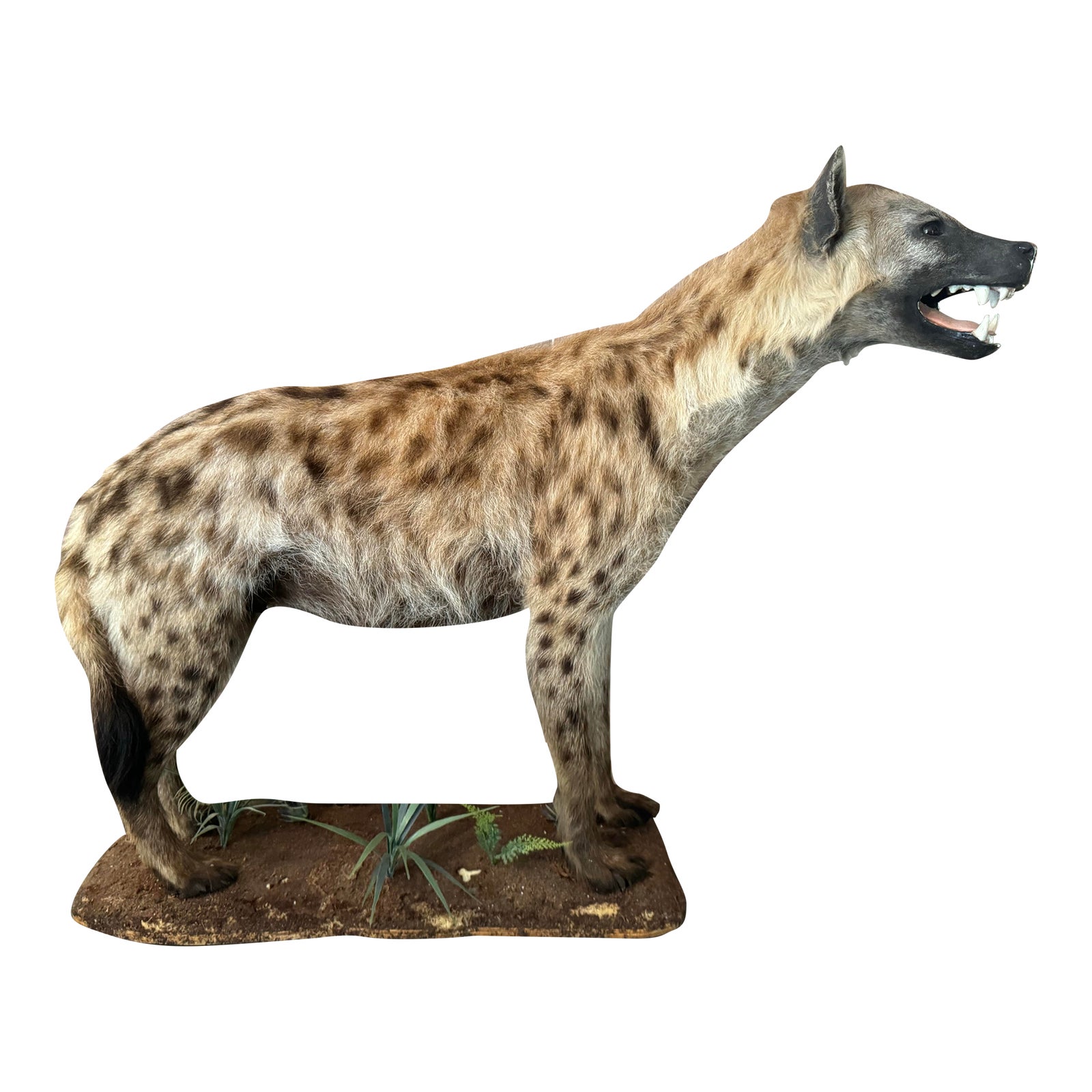hyena size