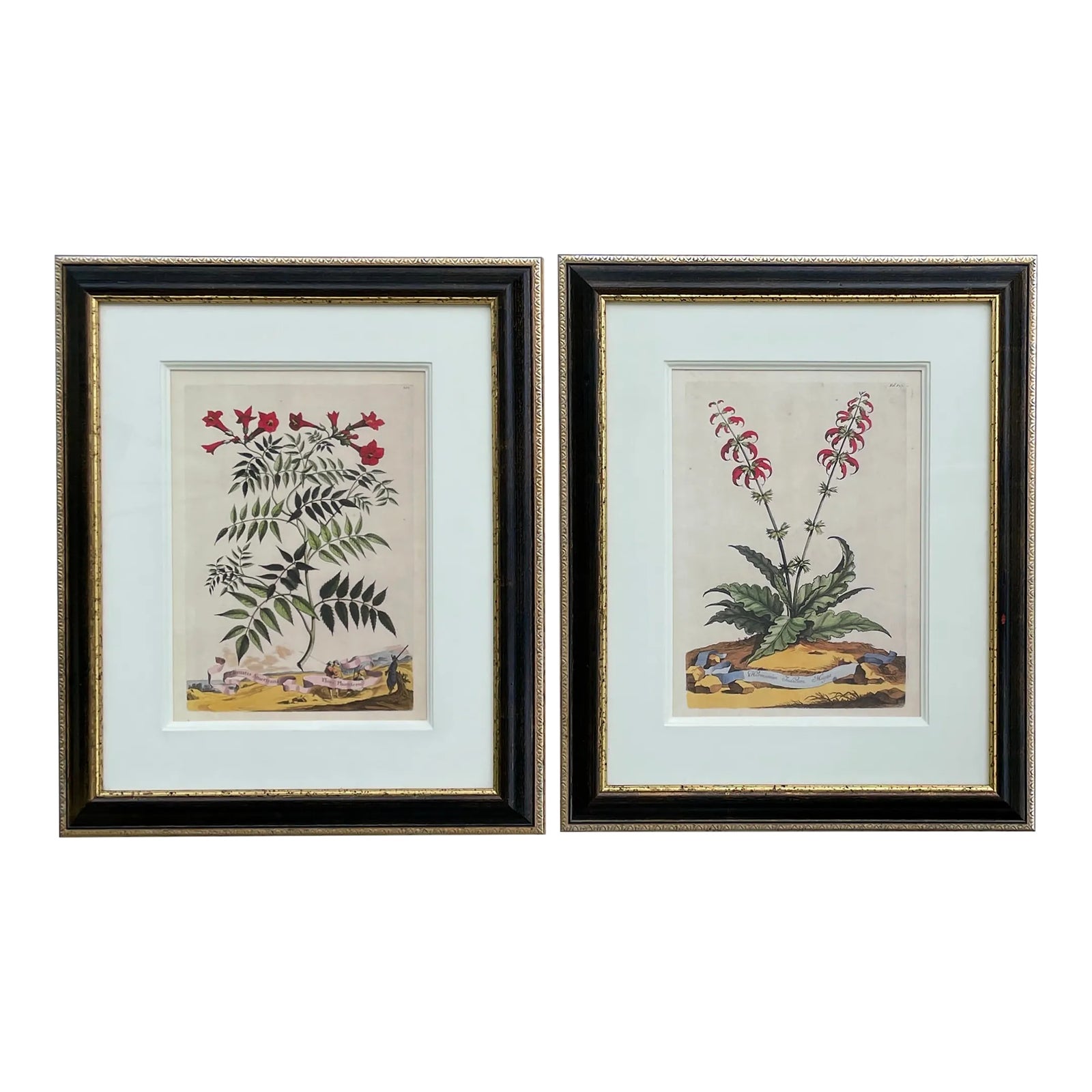 Trowbridge Framed Botanical Prints Set of Two, Abraham Munting | Chairish