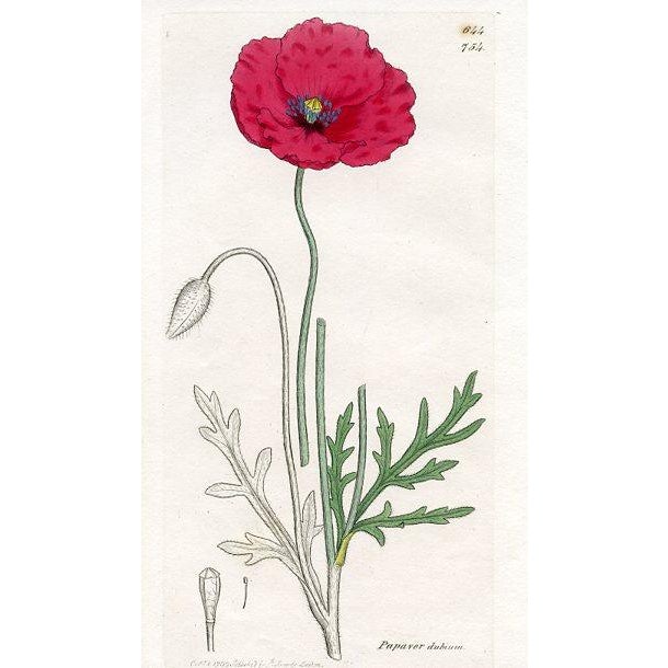 1840s, Poppy Botanical Print by James Sowerby, Original Antique ...