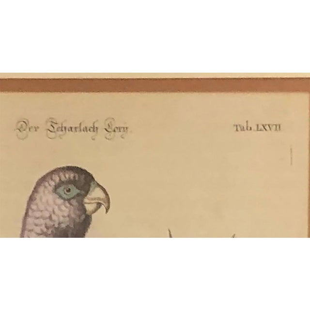 Hand Tinted German Engraving of a Bird | Chairish