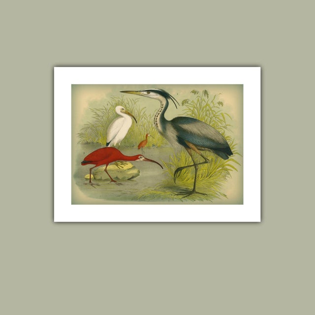 Antique 'Water Birds' Archival Print | Chairish