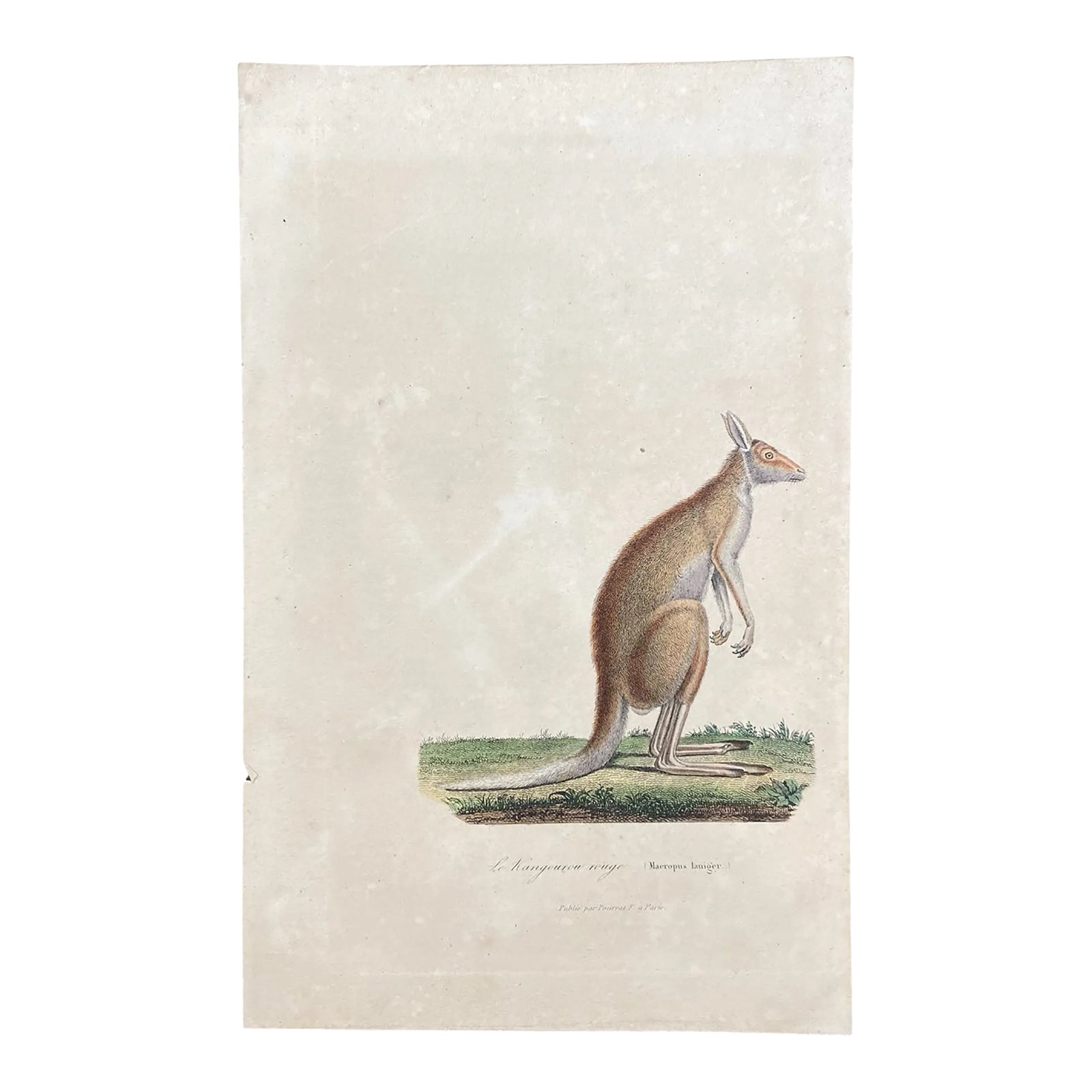 French Antique 18th Century "Le Kangourou Rouge" Kangaroo Engraving ...