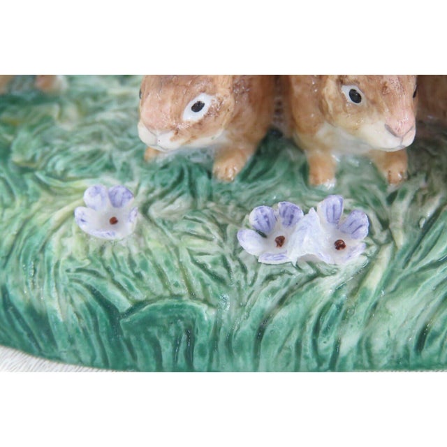 Royal Windsor Eastern Cottontail Rabbit Southern Forest Families ...