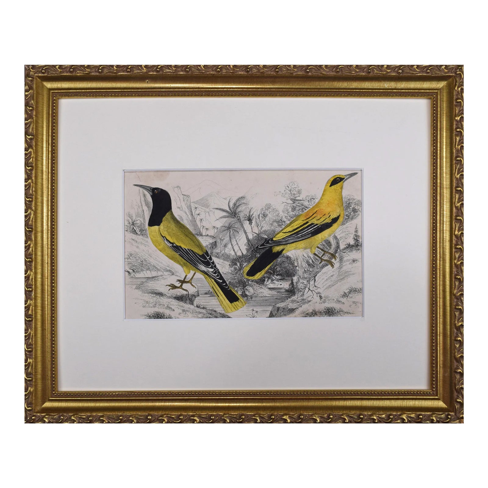 19th Century English Hand Colored Bird Engraving by Goldsmith | Chairish