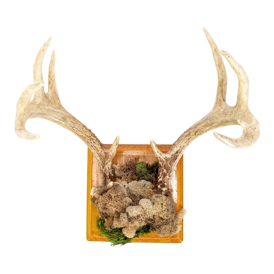 Faux Taxidermy Embellished Naturalistic Eleven Point Deer Antler Mount ...
