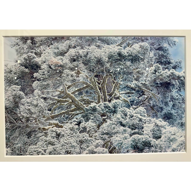 Winter, 1966 by Ernst Hass, Original Signed Photograph | Chairish