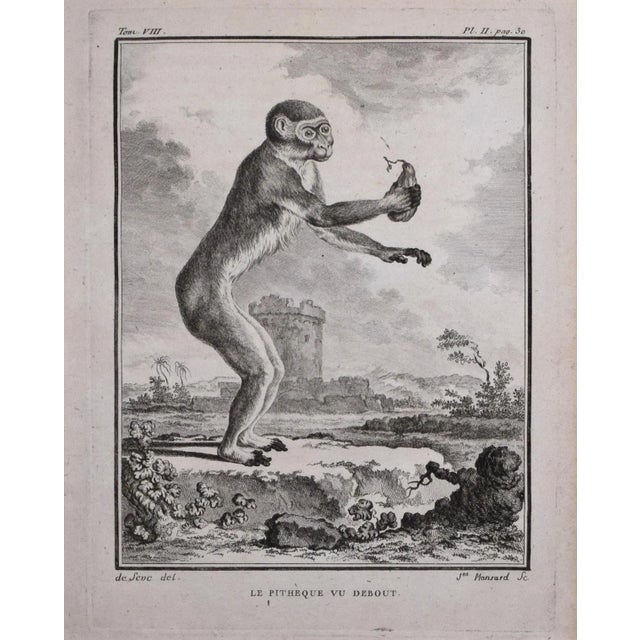 18th Century Original French Monkey Engraving by Buffon 1789 | Chairish
