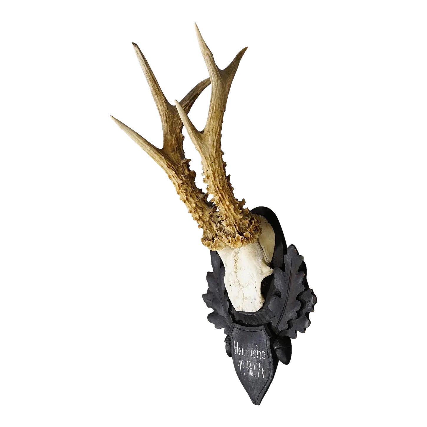 Large Black Forest Roe Deer Trophy on Carved Plaque 1954 | Chairish