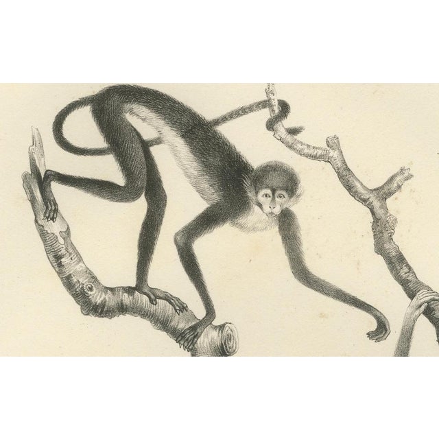 are devil monkeys real