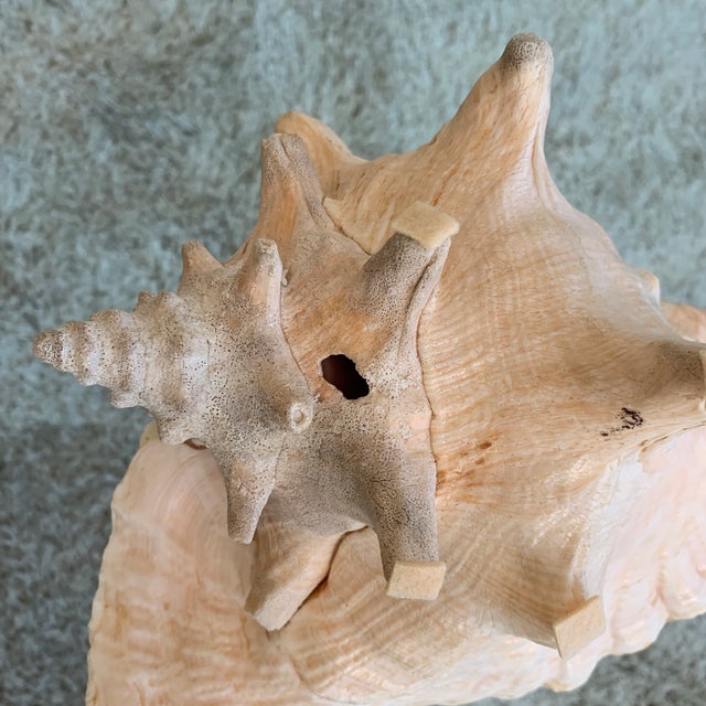 Vintage Queen Conch Shell Specimen | Chairish
