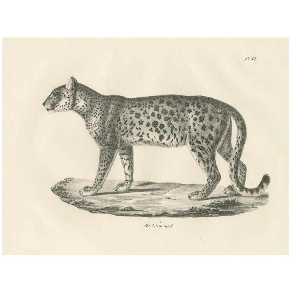 Leopard in Standing Pose, 1836, Lithograph | Chairish