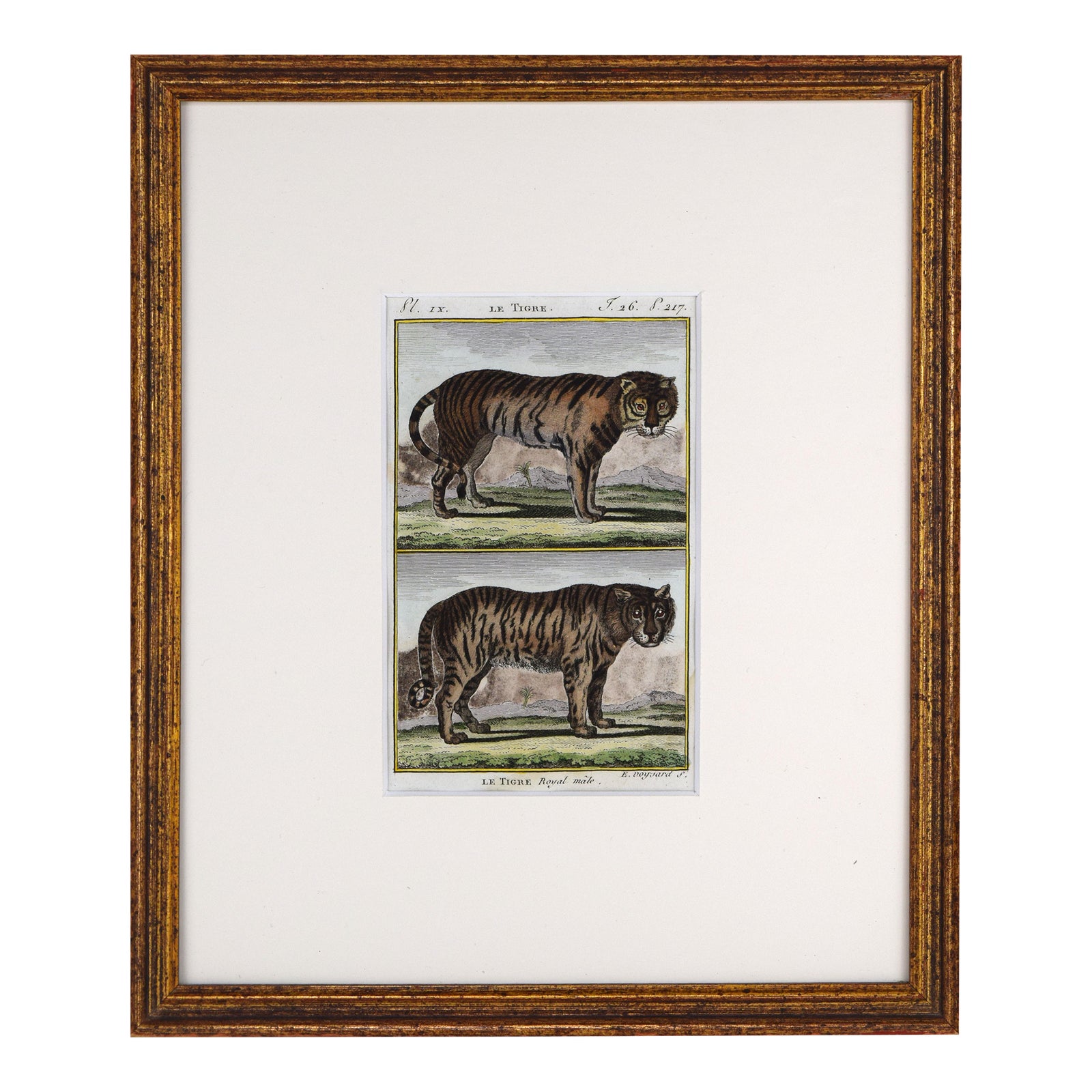 Early 19th Century French Hand Colored Engraving of Tigers C. 1800 ...