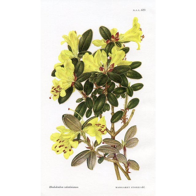 Vintage Rhododendron Print by Margaret Stones | Chairish
