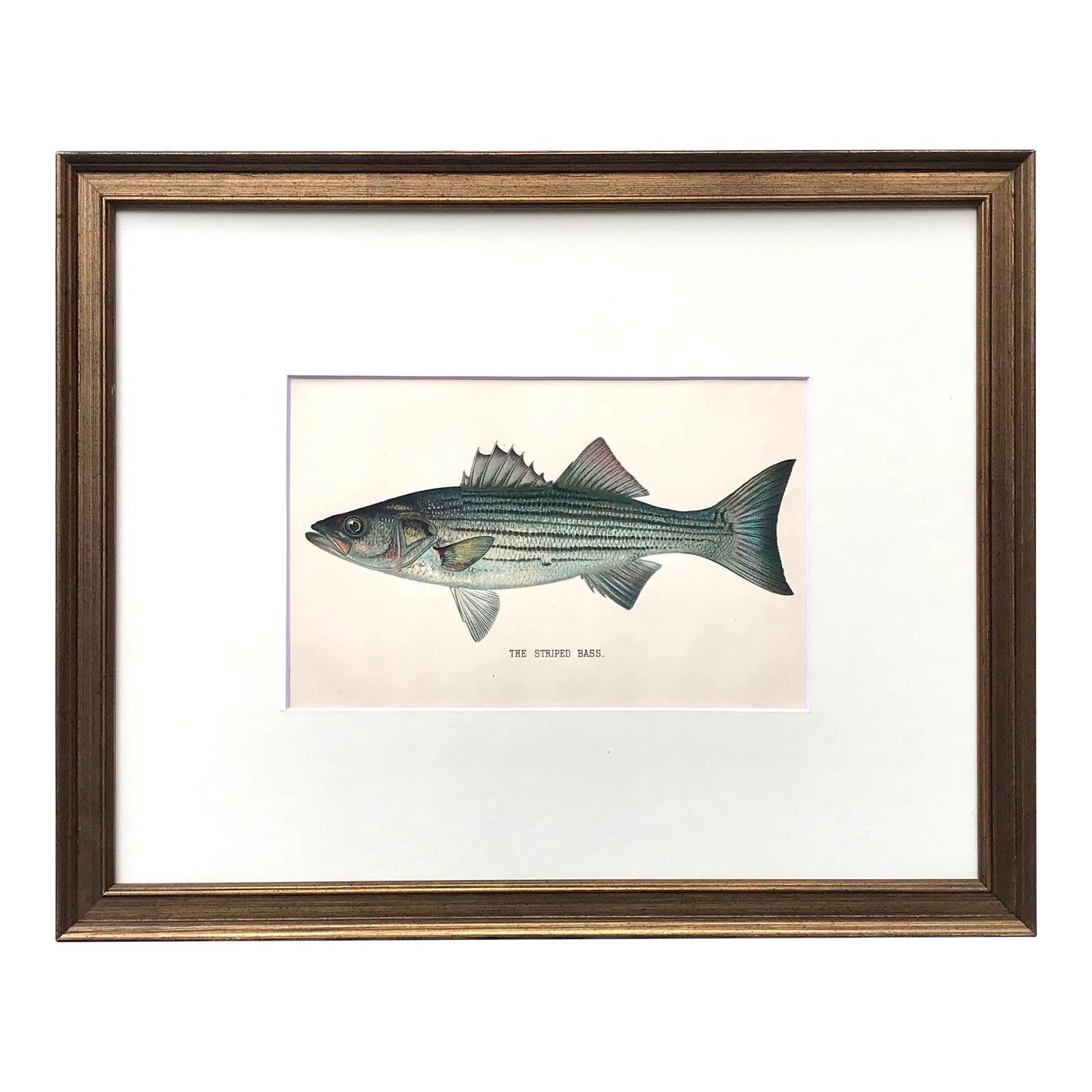 Original Antique Chromolithograph Stripped Bass Fish Print by Tarleton ...