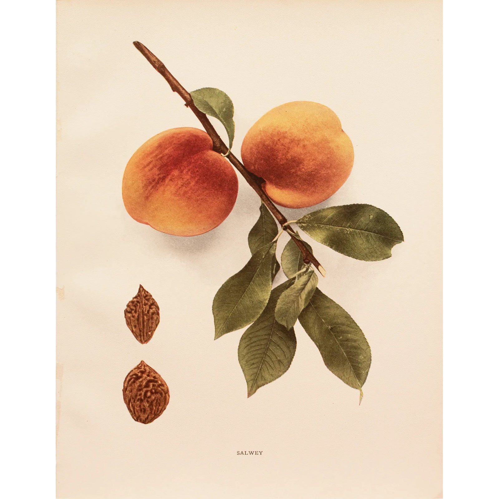 1900s U. P. Hedrick, Original Antique Photogravure of Salwey Peaches ...