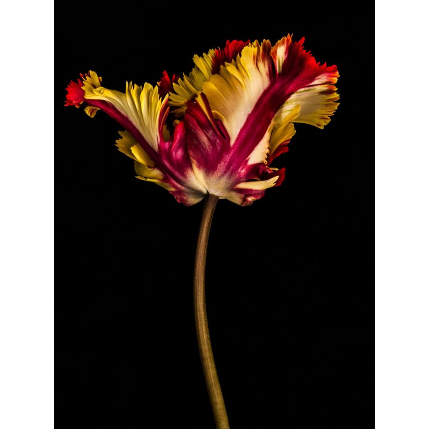 Tulipa IV by Dale Grant – Limited Edition Fine Art Print | Yellow Tulip ...