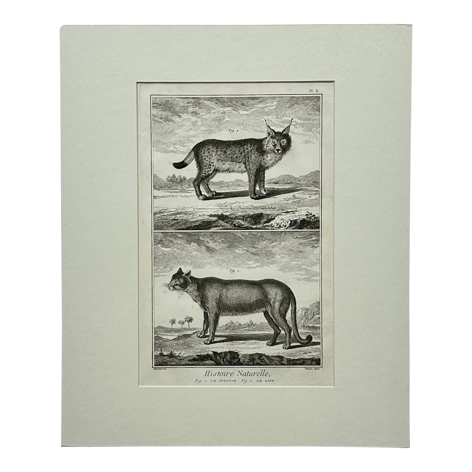 The Cougar & Lynx by Buffon, Circa 1744 | Chairish