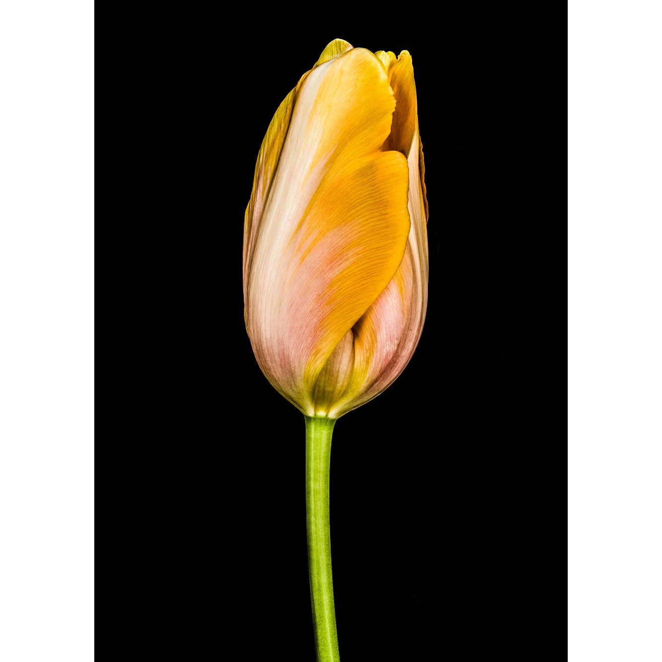 Tulipa Batavia by Dale Grant – Signed Limited Edition Yellow Tulip ...