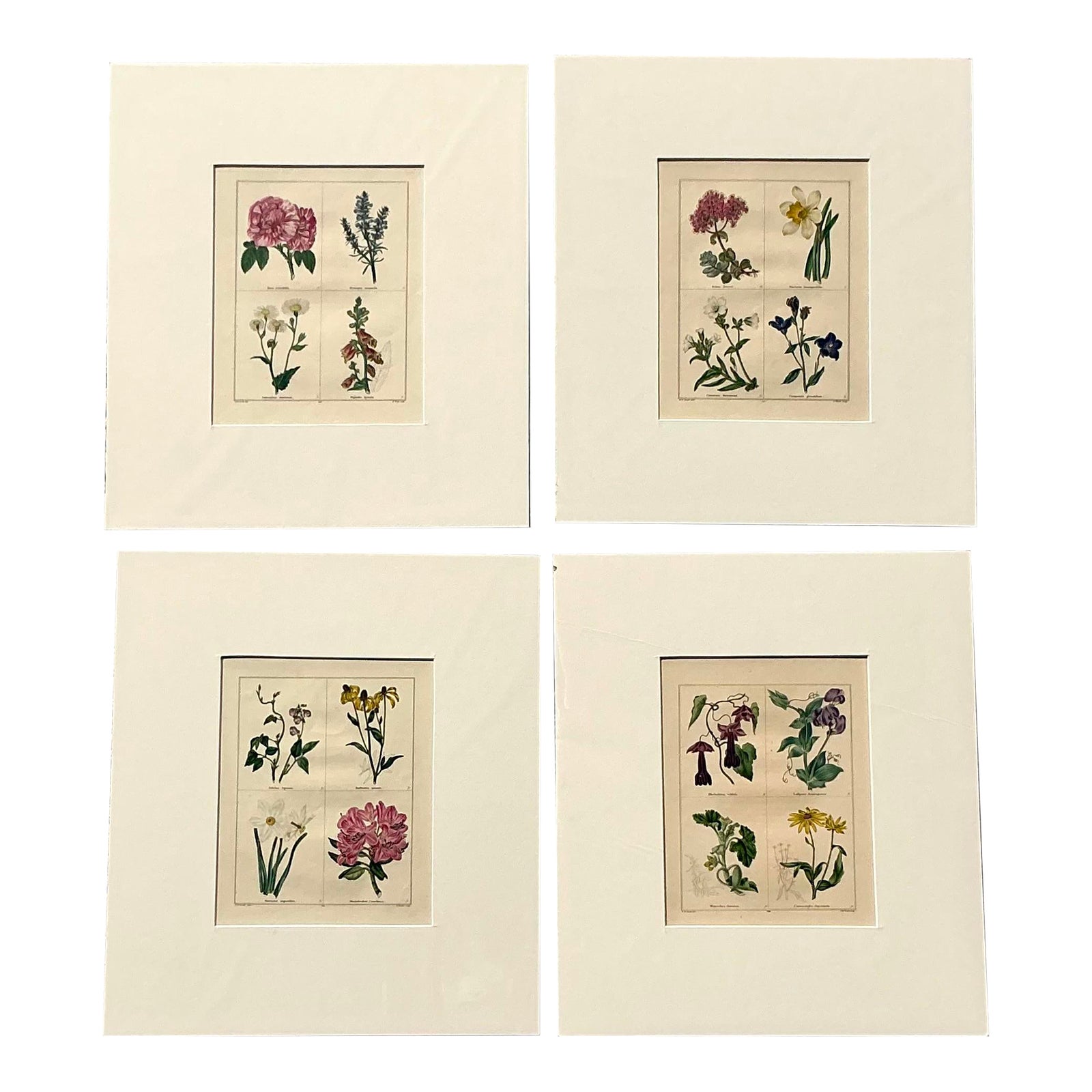 Vintage Regency Original Botanical Prints - Set of Four | Chairish