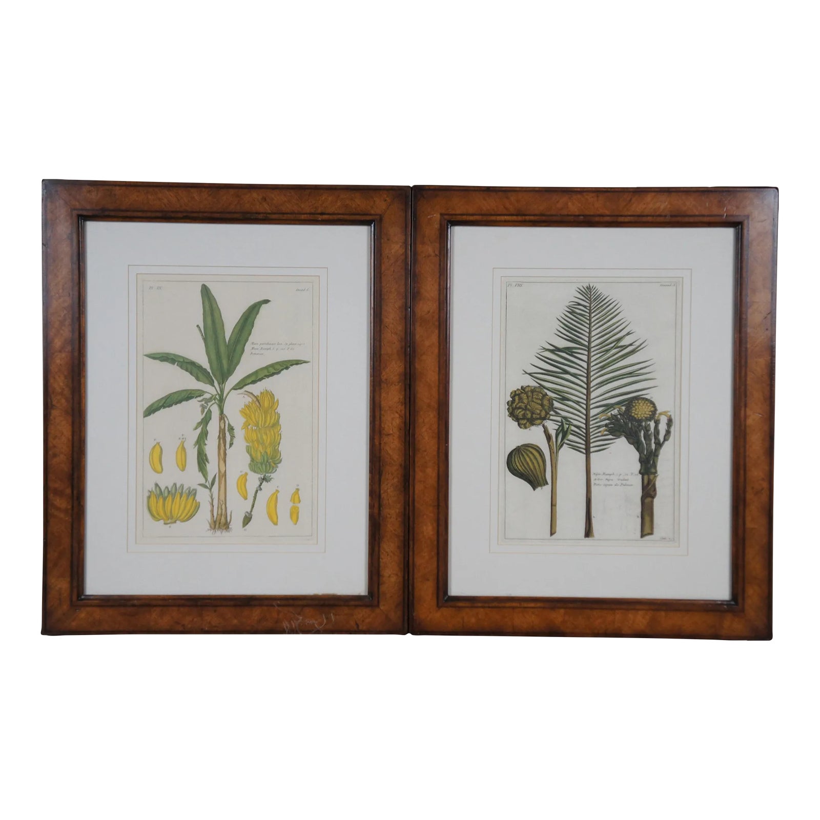 2 French Pierre Buchoz Nipa Palm Banana Tree Exotic Botanical ...