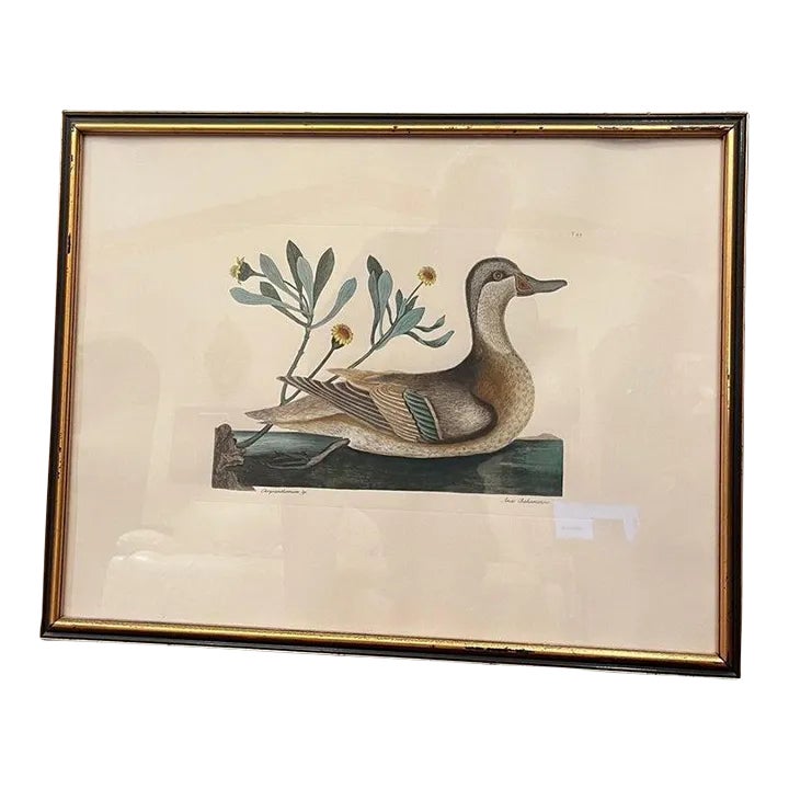 Etching Mark Catesby, Anas Bahamensis (The Ilathera Duck) Chrysanthemum ...