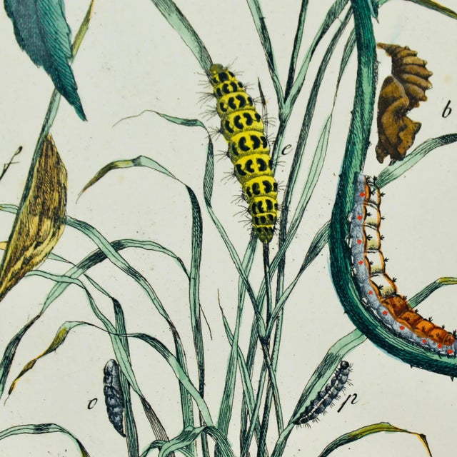 Rare Moses Harris Hand Colored Butterfly Engravings- a Pair | Chairish