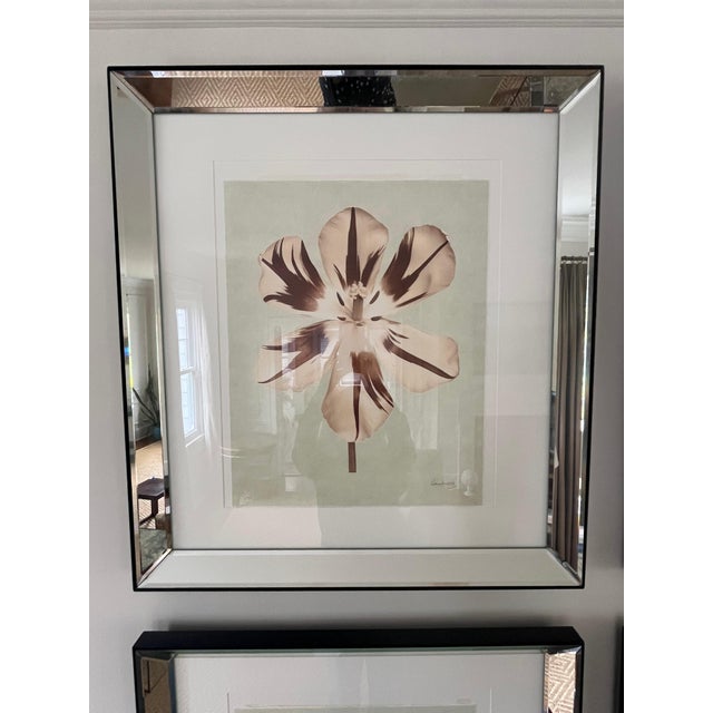 Original Botanical Prints by Peter Arnold in Trowbridge Gallery ...