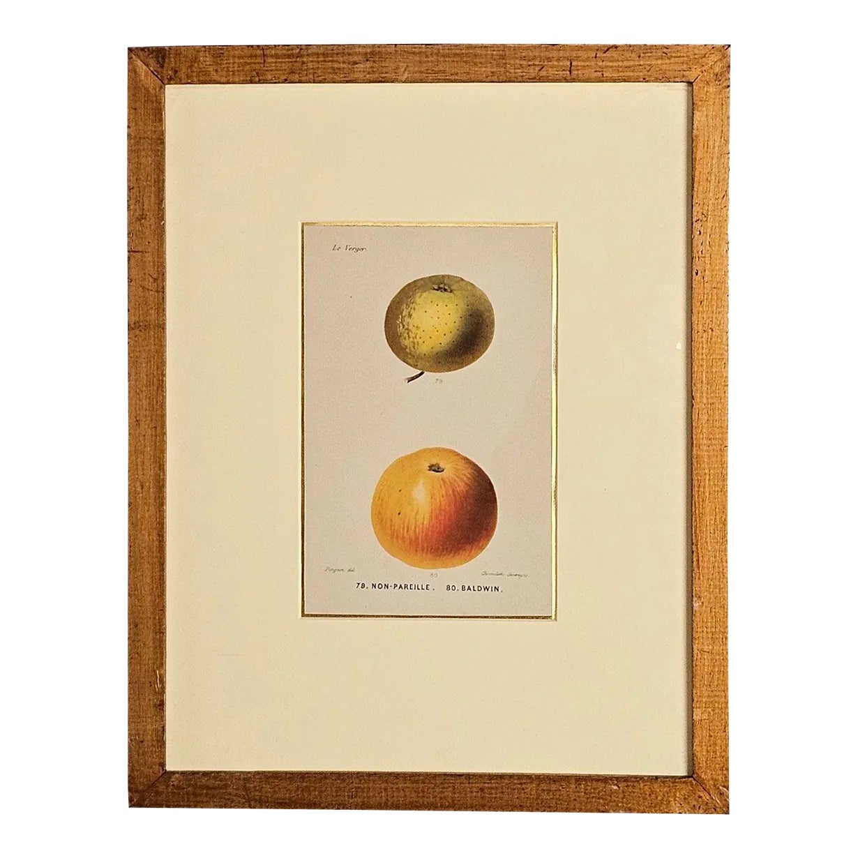 French Fruit Engraving, 19th Century | Chairish
