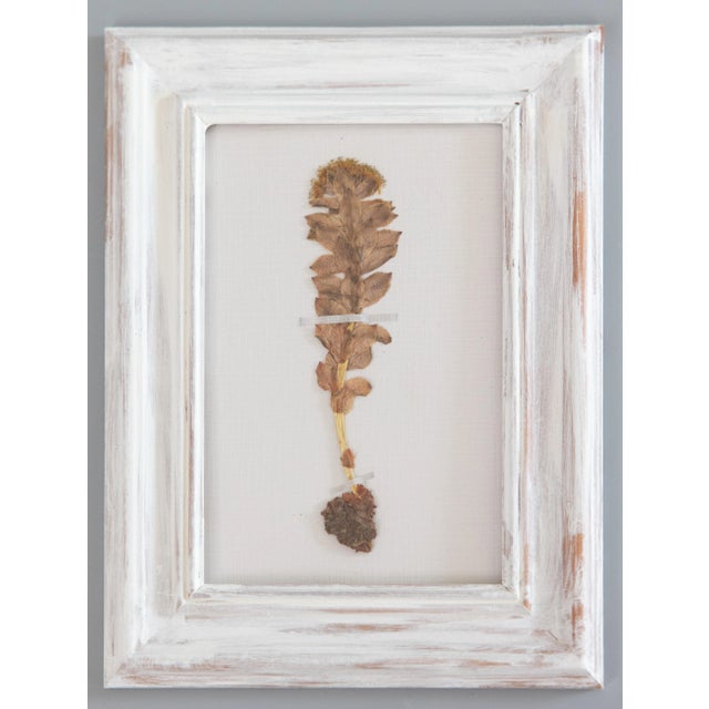 Custom Framed White Washed Scandinavian Herbarium Gallery, Circa 1920 - Set of 9 | Chairish