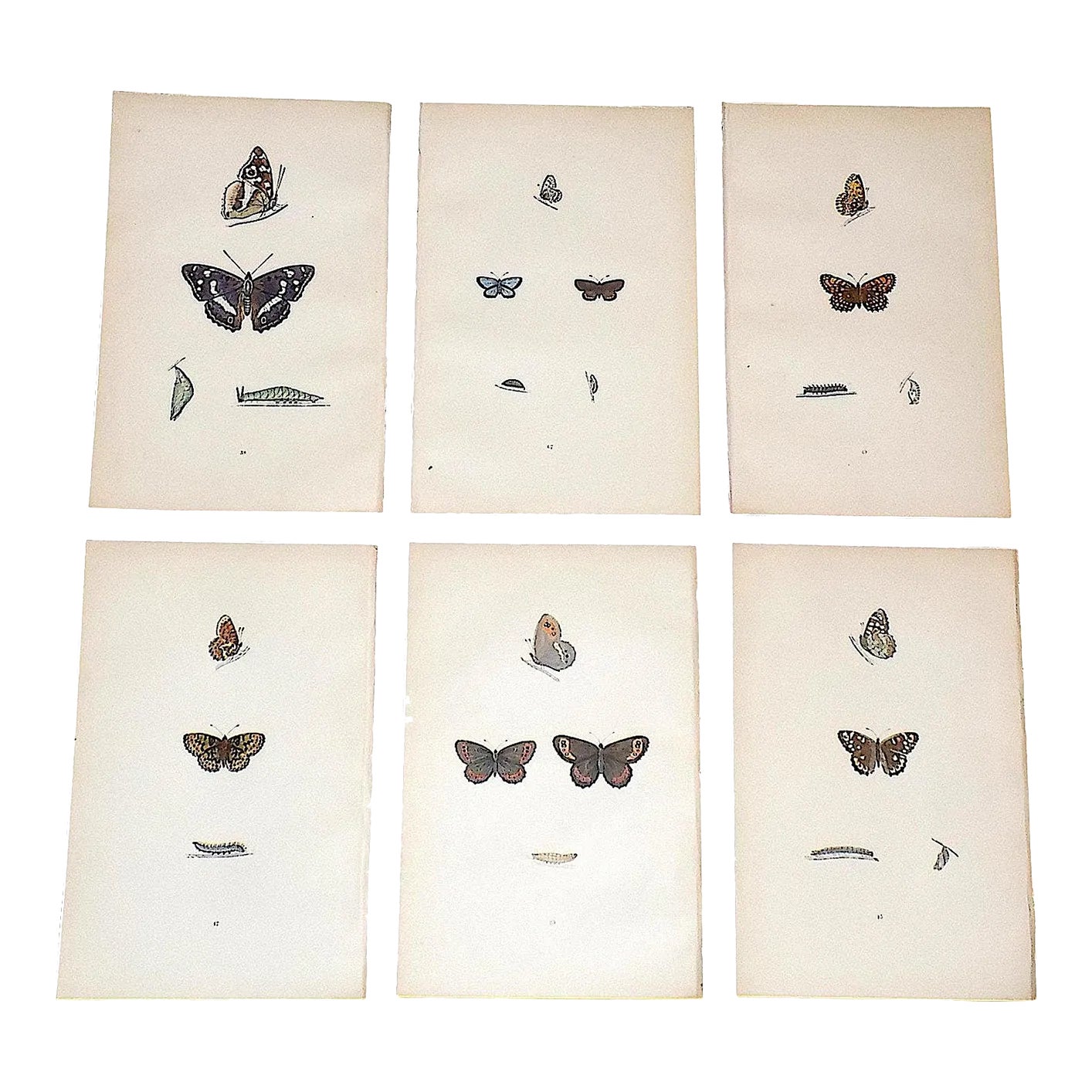 Antique 19th Century Hand Colored Butterfly Lithographs - Set of 6 ...