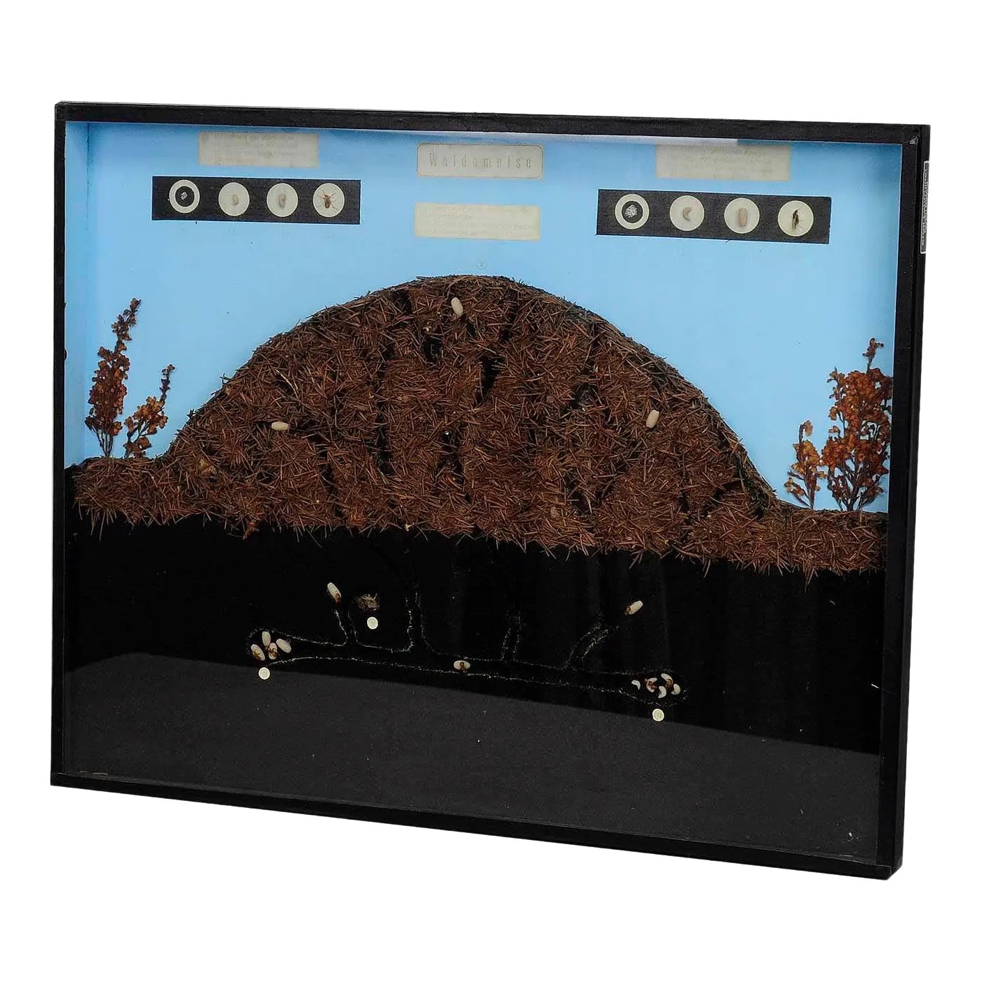 School Teaching Display Anthill of the Horse Ant | Chairish