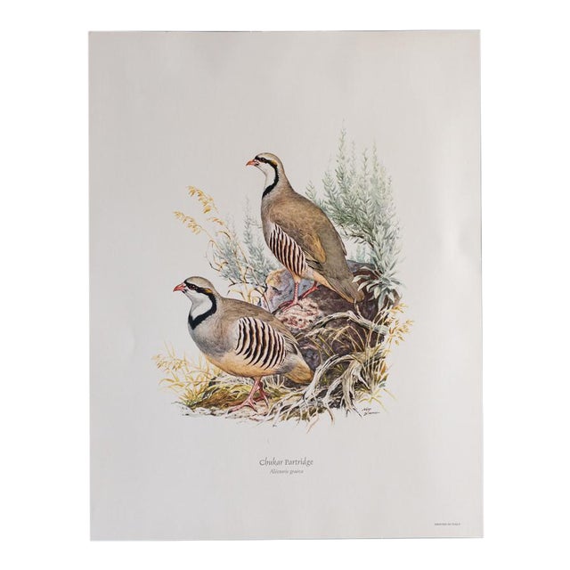 Pen & Ink Art & Collectibles Drawing & Illustration Bird home decor 4x6 ...