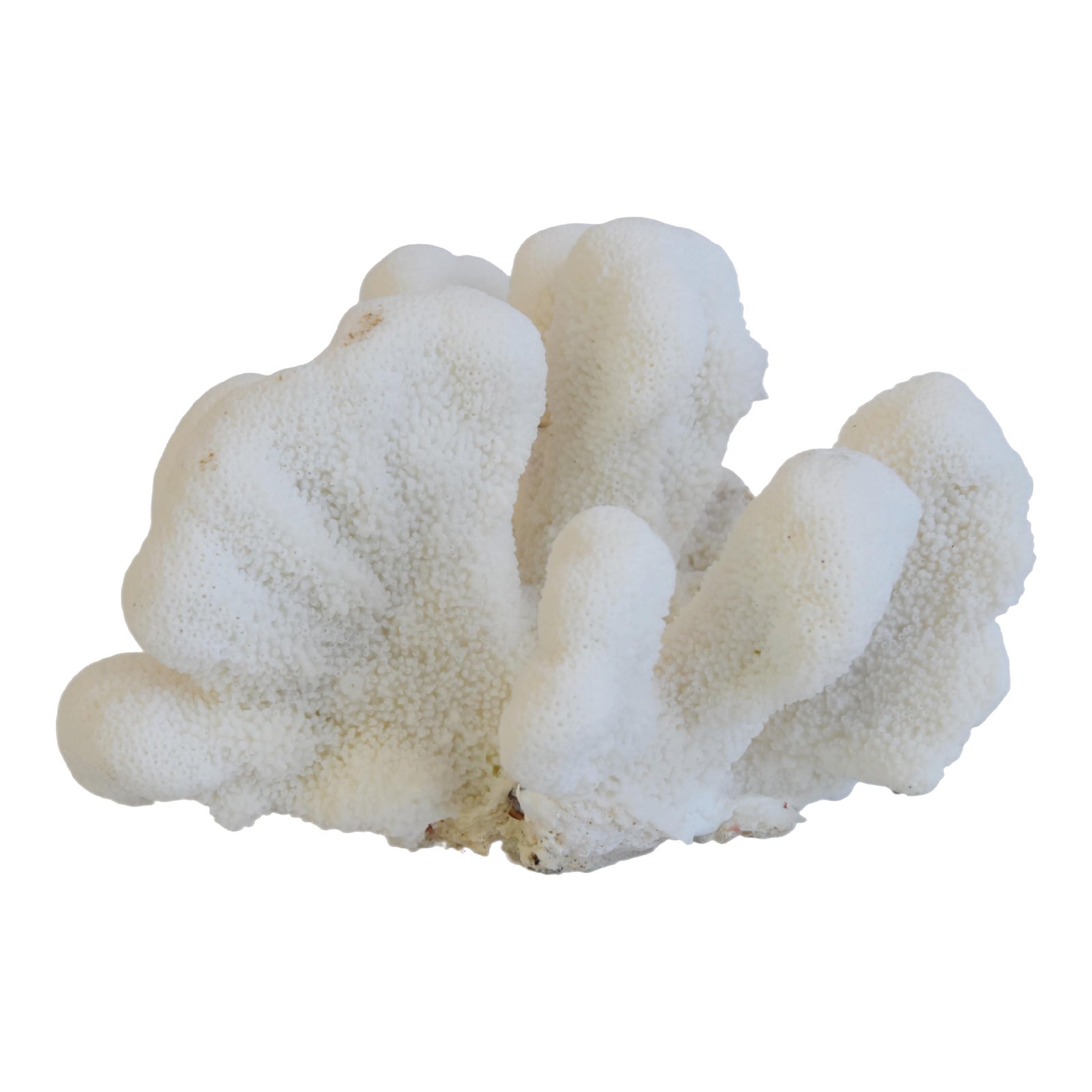 Large Nautical Natural Coastal Ocean Coral Specimen | Chairish