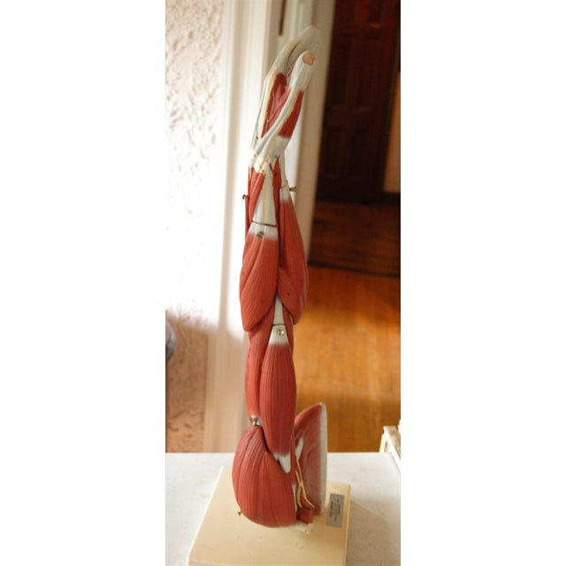 1950s Vintage Medical Figure | Chairish