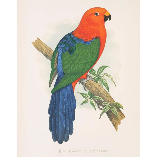 19th Century British Parrot Study - Set of 12 | Chairish