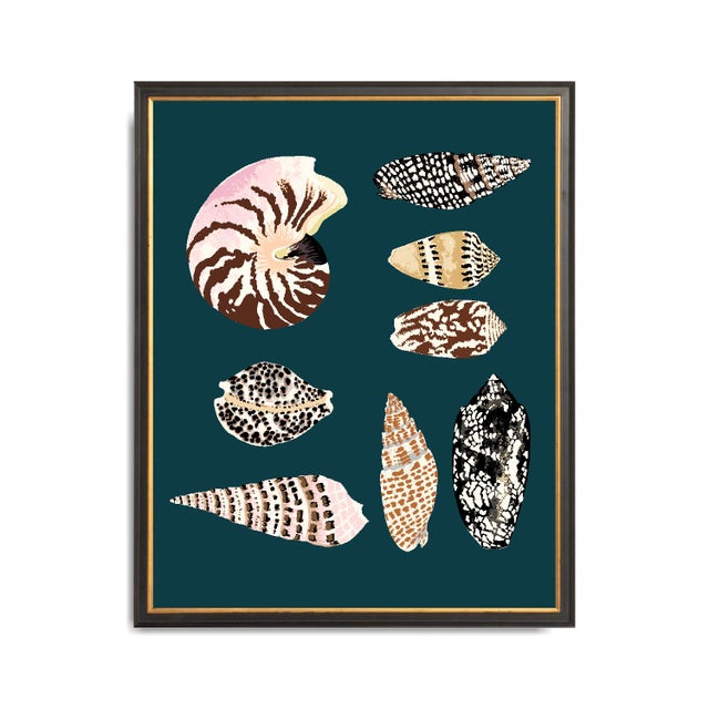 "Fiji Shells in Teal" Contemporary Giclee Print by Sarah Gordon | Chairish