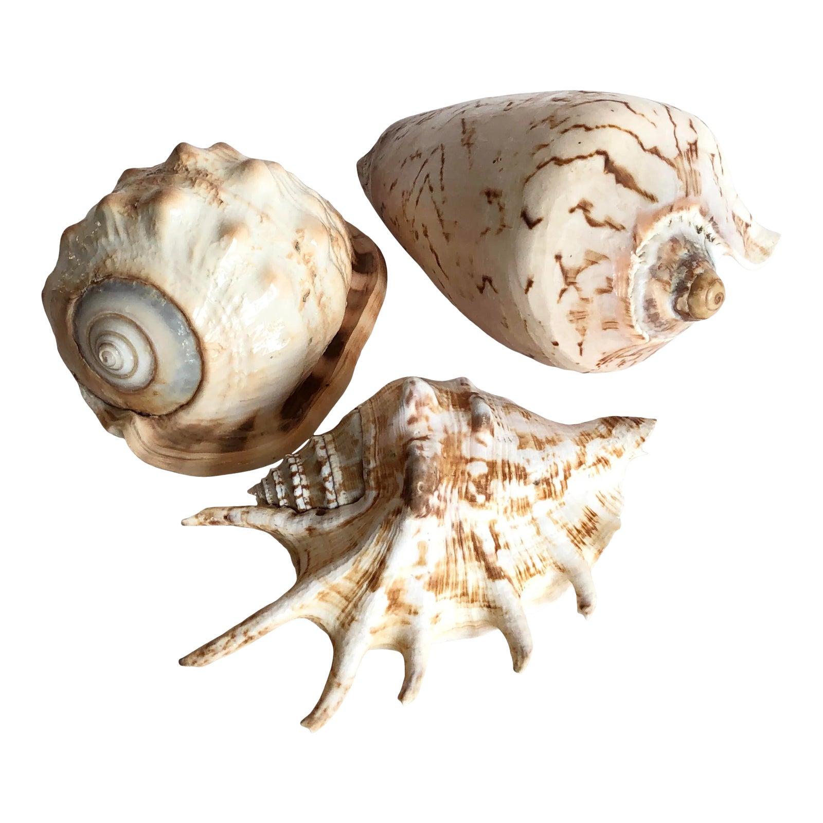 Collection of Three Seashells | Chairish