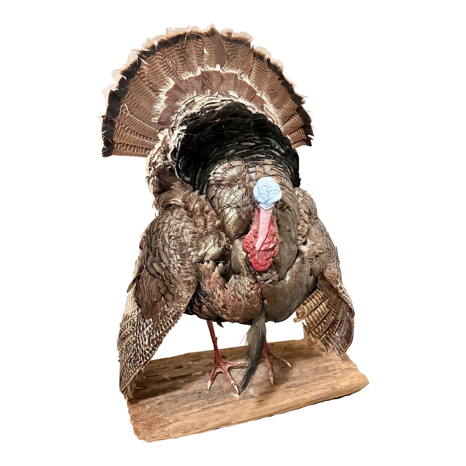 Vintage Taxidermy Turkey | Chairish