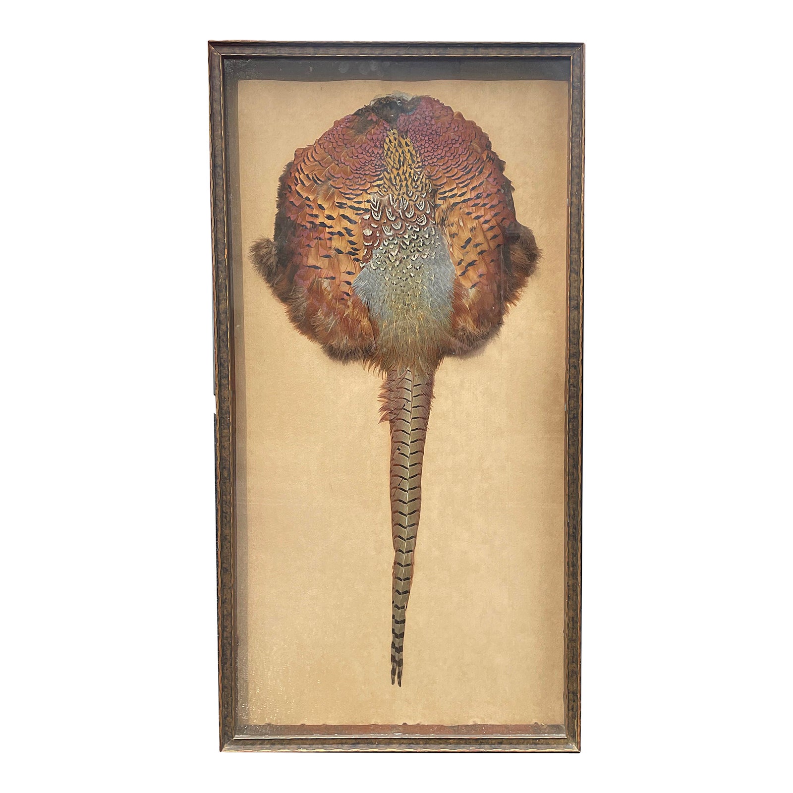 Early 1900s Shadow Boxed Pheasant | Chairish