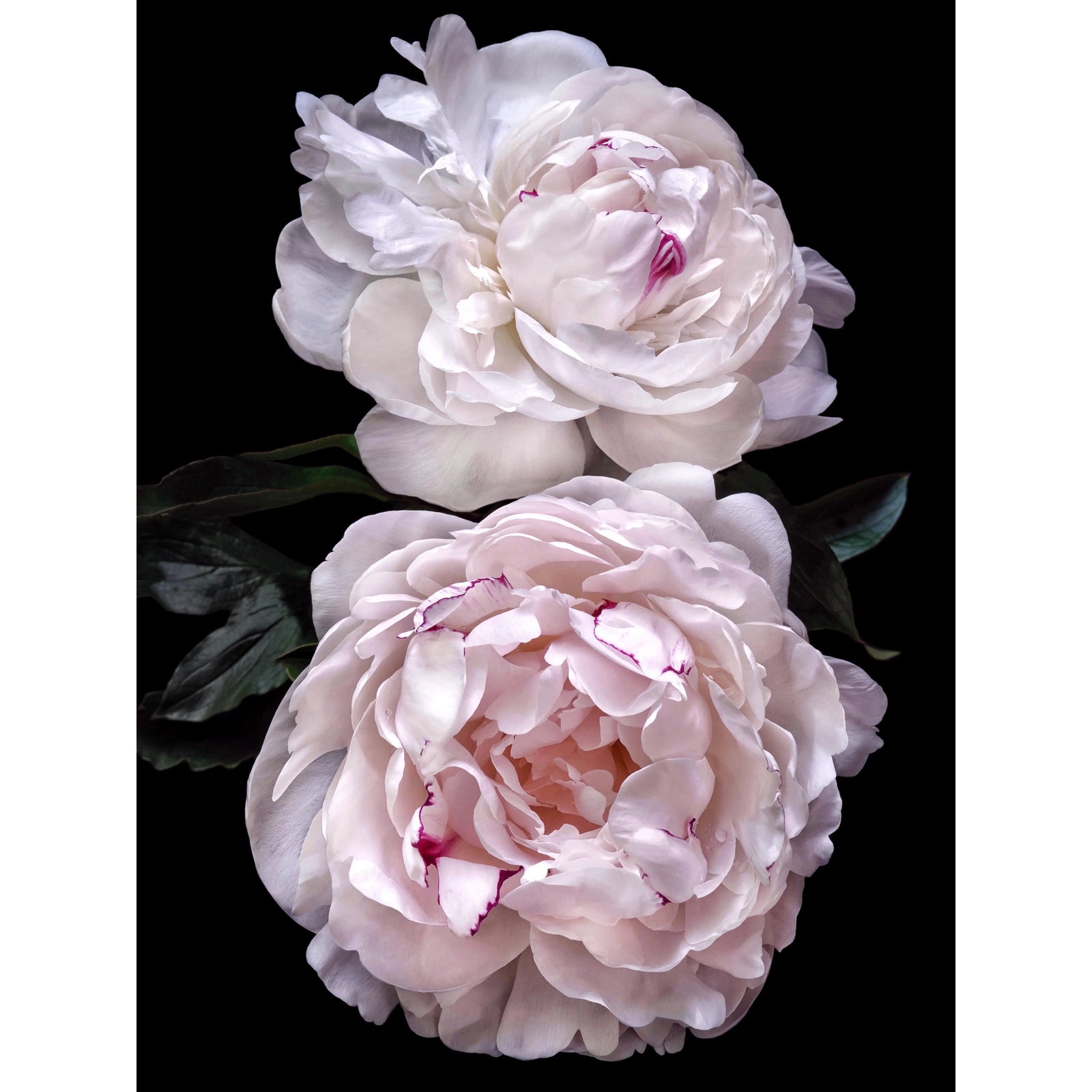 Photographic Botanical Print, “Peony Romance” Portrait by Artist Debi ...
