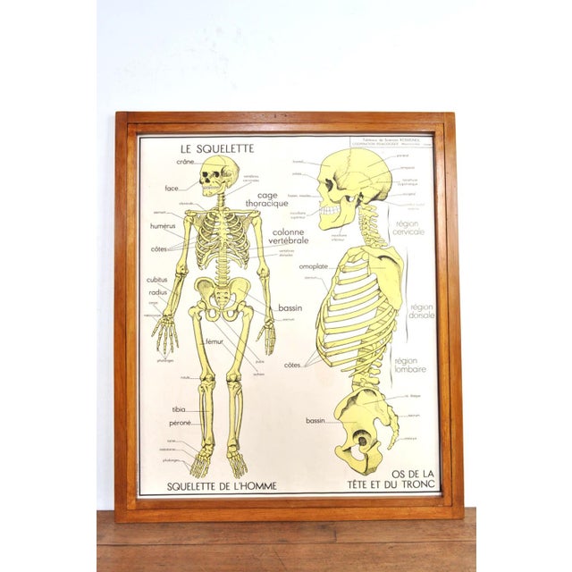 Vintage Double Sided School Posters in Frame of the Human Body, 1950s ...