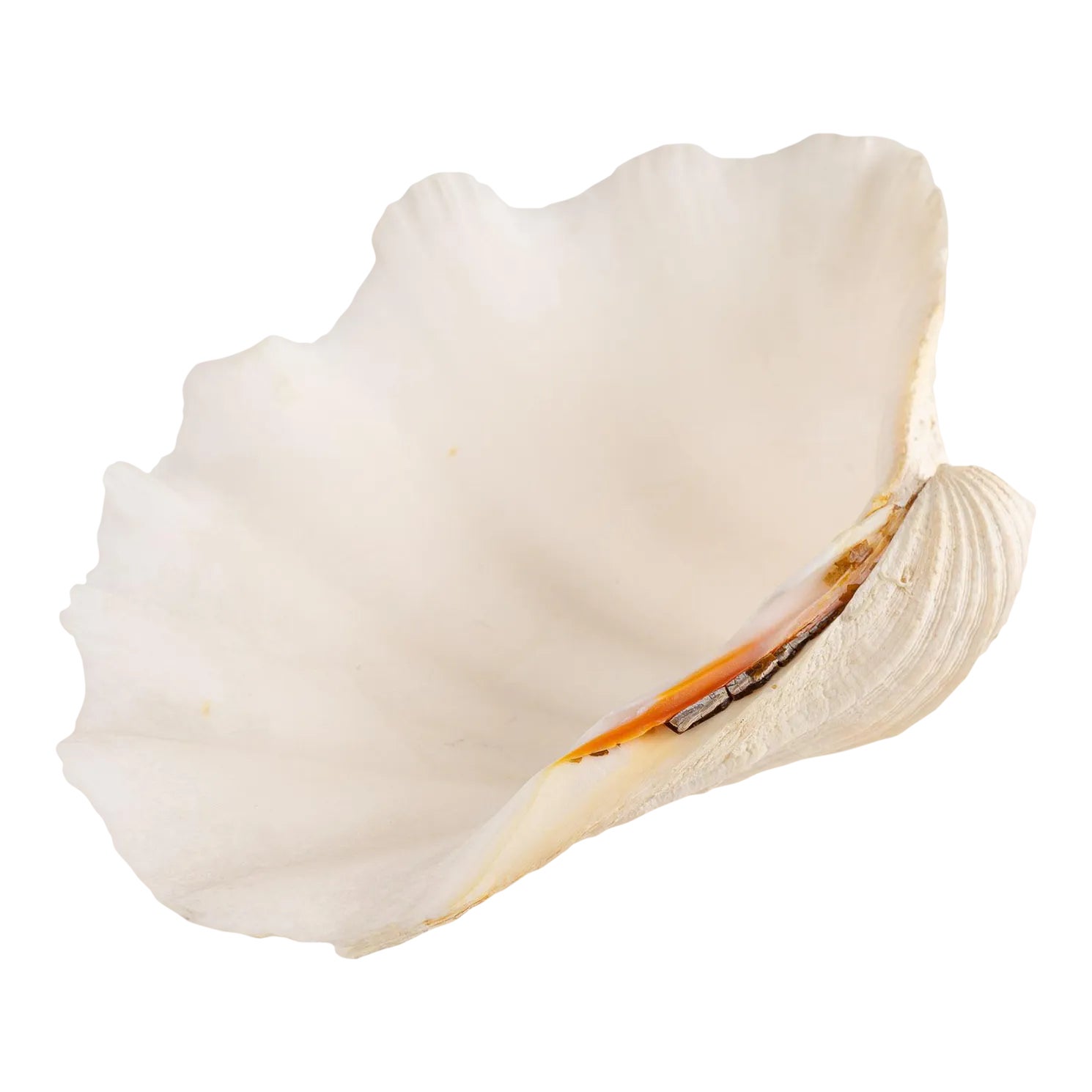 Large Sea Shell Vessel | Chairish