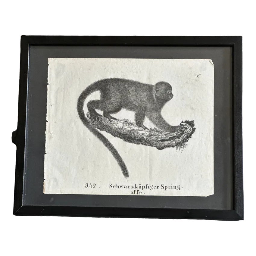 Monkey, 1831-35, Original Lithograph | Chairish