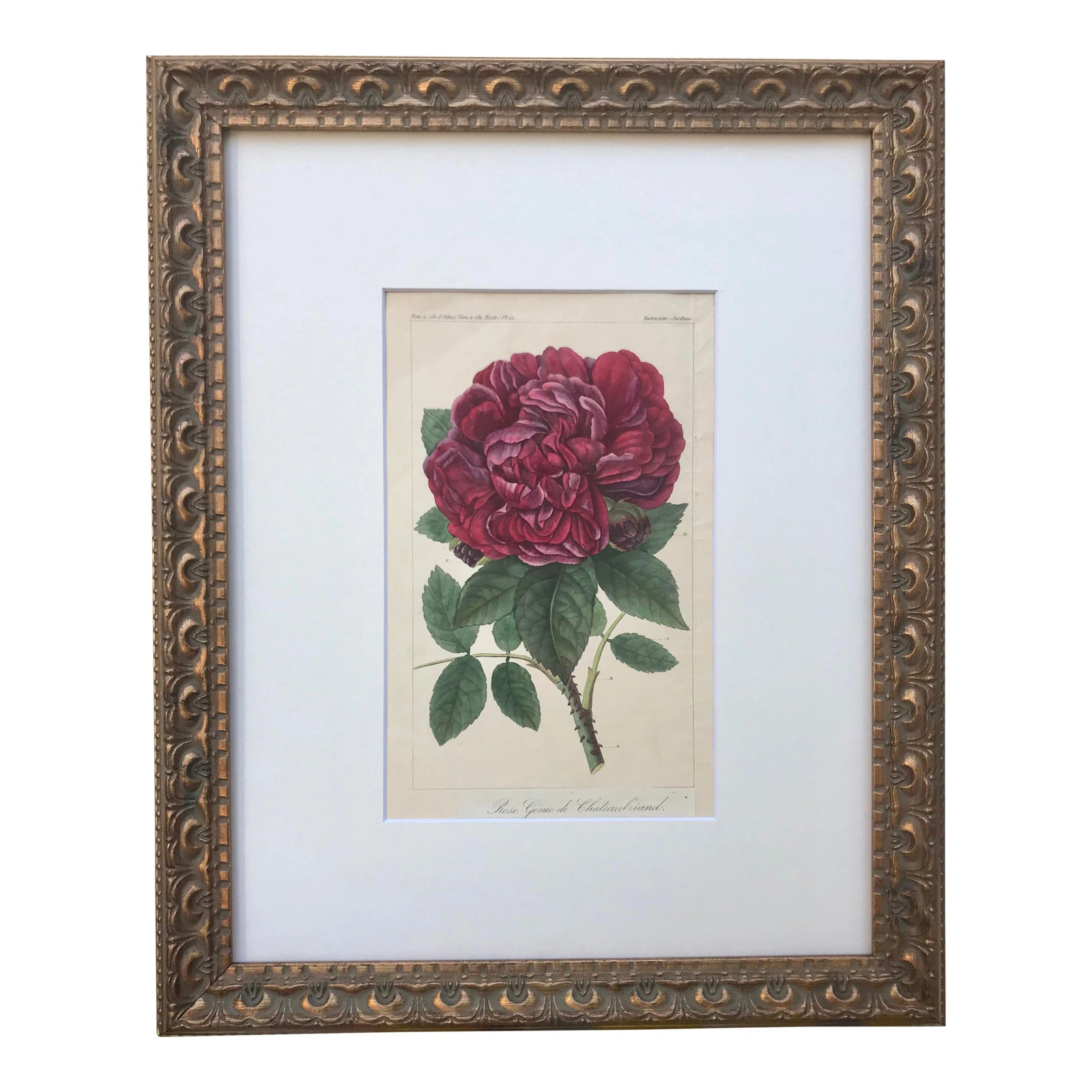 Antique French Botanical Print of a Rose | Chairish